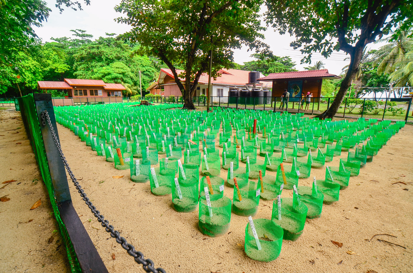 About Selingan Island | Selingan Turtle Island